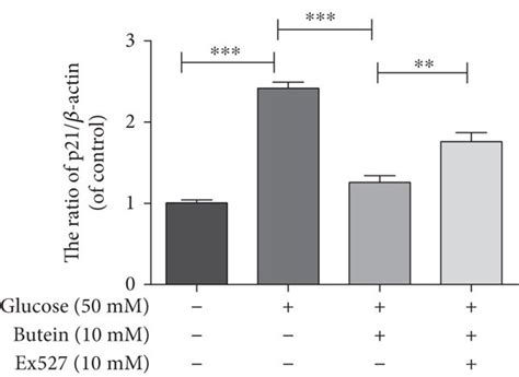 The Activation Of Sirt1 Suppresses Senescence In Nucleus Pulposus