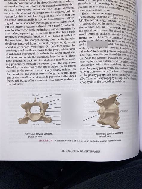 Cat Cervical Vertebrae Diagram Quizlet