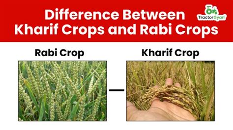 Rabi Crops And Kharif Crops Area Sown Under Kharif Crops Increases To