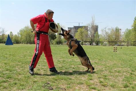 Обучение на различни породи кучета Услуги за домашни любимци Дружба