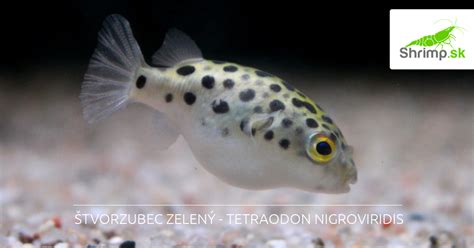 Štvorzubec Zelený Tetraodon Nigroviridis