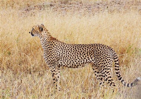 East African Cheetah Wikiwand