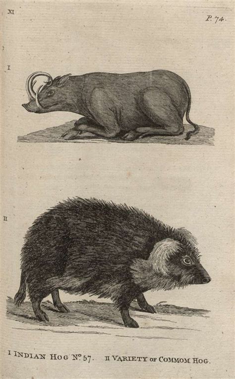 Darwins Beagle Library