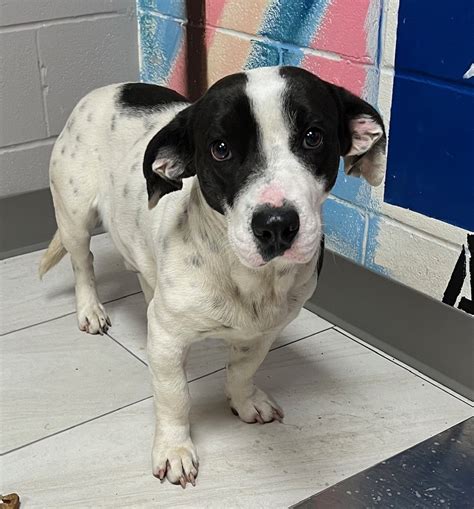 Kurth Adopted Intake Date 2212025 Idname Kmas A 138775jericho Sex Male Breed Mix Age Kurth Adopted Intake Date 2212025 Idname Kmas A 138775jericho Sex Male Breed Mix Age