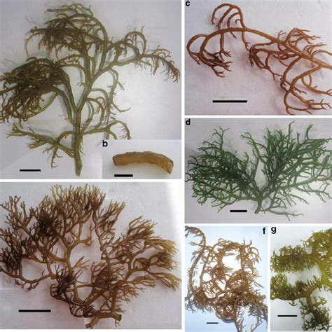 Pdf Phylogenetic Relationship Of Kappaphycus Doty And Eucheuma J Agardh Solieriaceae