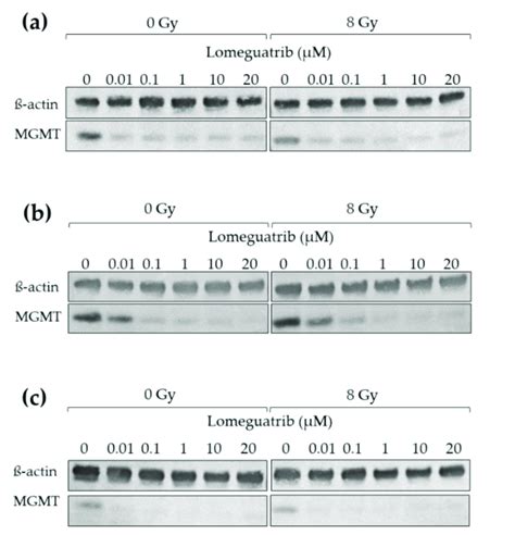 Western Blot Analysis Of A Ln18 B T98g And C U118 Cell Lines
