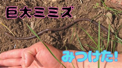 【泣く子も黙る】巨大ミミズの観察 Youtube