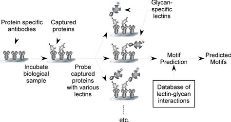 Prediction Of Glycan Motifs Using Quantitative Analysis Of Multi Lectin Binding Motifs On Muc1