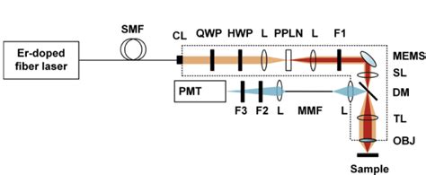 Figure From Miniaturized Multimodal Multiphoton Microscope For Simultaneous Two Photon And