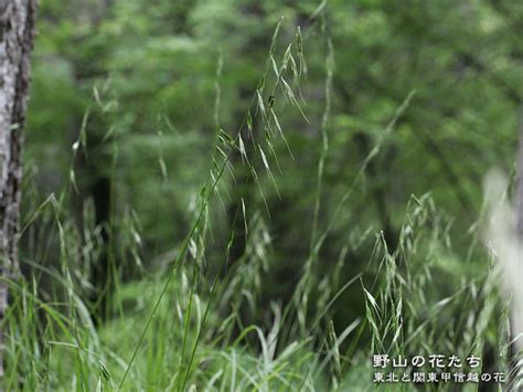ホガエリガヤ 野山の花たち 東北と関東甲信越の花