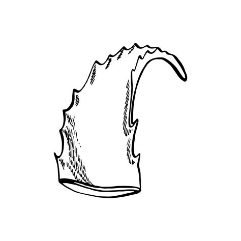Aloe Vera Plant On White Background Graphic Illustration Agave Aloe