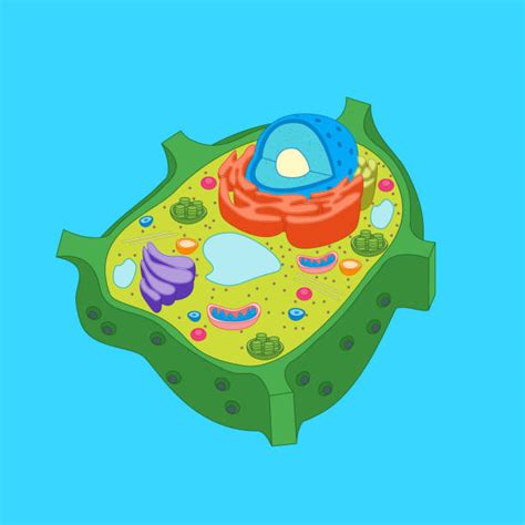80 Cytoplasm Cartoon Stock Illustrations Royalty Free Vector Graphics