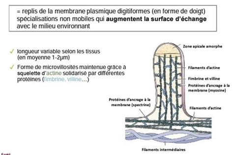 Qcm histologie 2 les épithéliums Cartes Quizlet