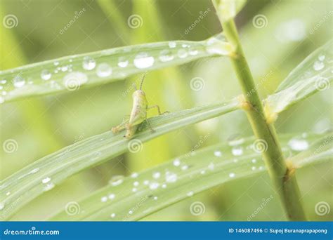 Grasshopper On Green Grass With Raindrops In Morning Grassfield Stock