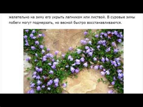 Мазус ползучий, посадка и уход - YouTube