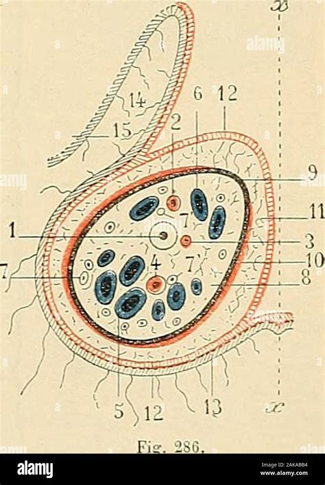 Testicule anatomie Banque de photographies et dimages à haute