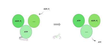 Oxidative Phosphorylation Atp Synthase On The Mcat Medlife Mastery