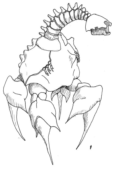 Doki Sistema Oseo Para Colorear Imagui