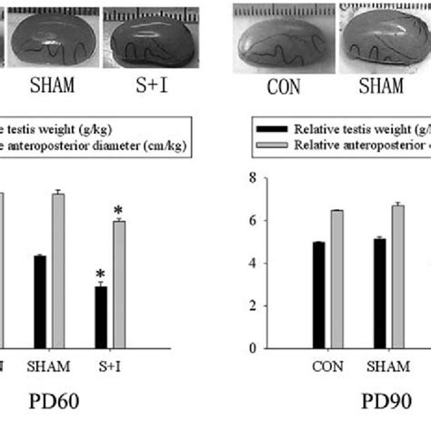 Relative Testis Weights And Relative Testis Anteroposterior Diameters