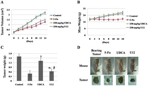 Anti Tumor Effects Of U12 In Tumor Xenograft Mouse Models Male Nude