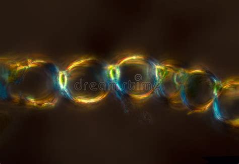 Cross Section Of A Branch Leaf Of Sphagnum Squarrosum Stock Image