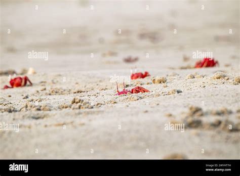 Red Ghost Crabs Or Ocypode Macrocera Coming Out Of Its Sandy Burrow