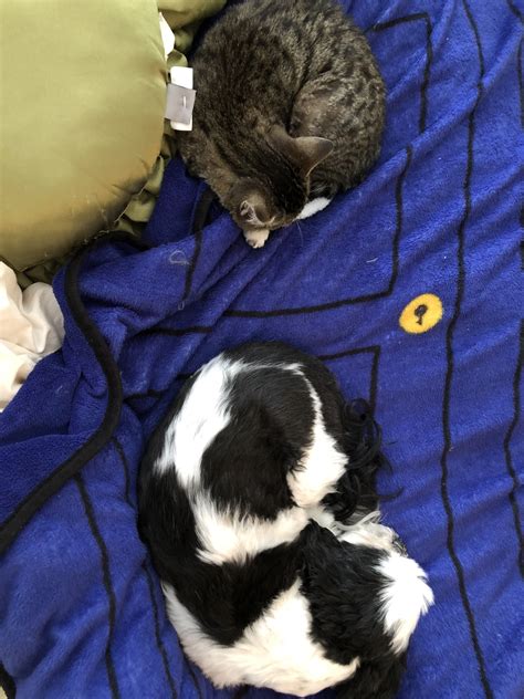 How To Train To Stop Hitting The Dog Thecatsite