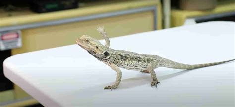 Bearded Dragon Mating Behavior Rituals And Seasons