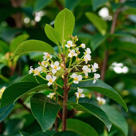A Small White Flower With Green Leaves And White Flowers Stock Illustration Illustration Of