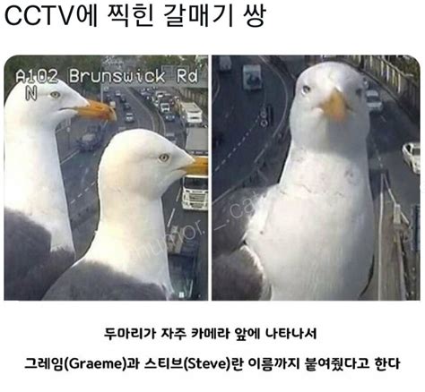 Cctv에 찍힌 갈매기들