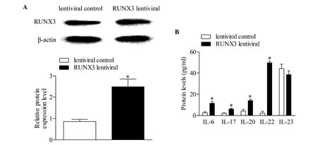 downregulation of runx3 moderates the frequency of th17 and th22 cells