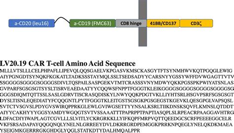 Lv20 19 Construct And Sequence Anti Cd19 And Anti Cd20 Car Constructs