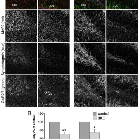 Most Glur23 Positive Mossy Cells Derive From E125 E13 Brdu Labelled
