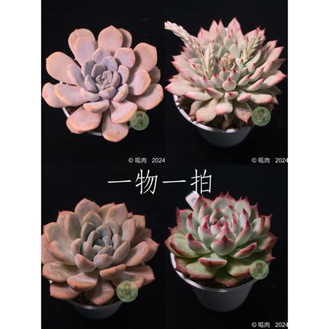 呱肉 多肉植物 ｜ 一物一拍 9公分盆 ｜ 穩根 含盆寄 蜜桃、提拉米蘇 蝦皮購物