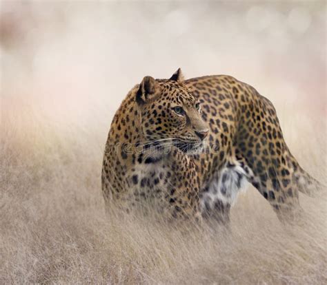 Leopard In The Grass Stock Image Image Of Portrait Outdoors 98457787