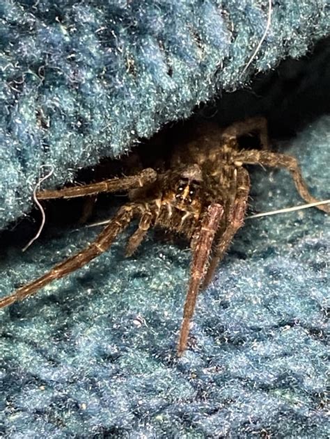Sex Age Species Help R Spiders