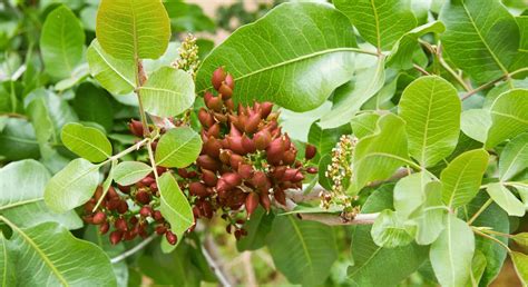 How Pistachios Grow And What Makes Them Unique Seed Sheets