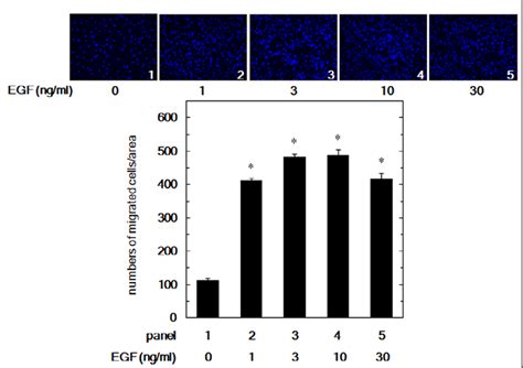 Effect Of Egf On The Migration Of Mc3t3 E1 Cells The Cultured Cells