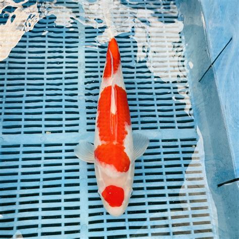 Premium koi kopen | Unikoi