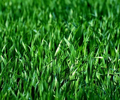 Bahia Grass Plant Care And Growing Guide Gardening Den