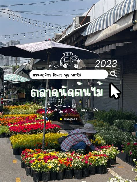 ตลาดนัดต้นไม้ จตุจักร 2023 🪴 แกลเลอรีที่โพสต์โดย Choncha Lemon8