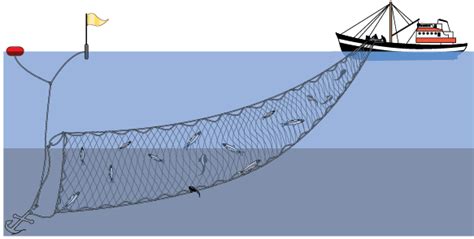 Cara Menggunakan Alat Tangkap Gillnet Perikanan Dan Kelautan