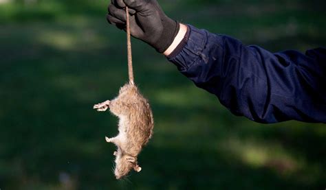 Din Datter For En Rotte ⋆ Brownstone Institute David Bell