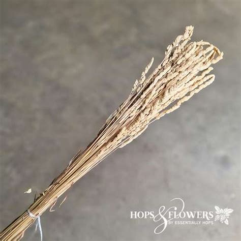 Cat Panicle Grass Dried Flowers Essentially Hops