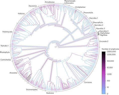 Phylogenetic Placement Of Neotropical Soil Protist Reads On A