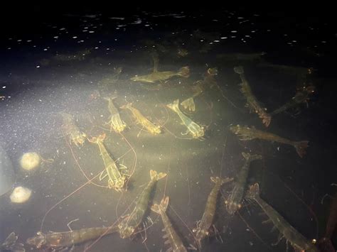 Monitoring Critical Water Quality Parameters In Shrimp Farming Ras Temperature Dissolved