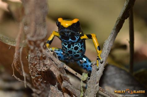 Dendrobates Tinctorius Information Photos Call Habitat Links