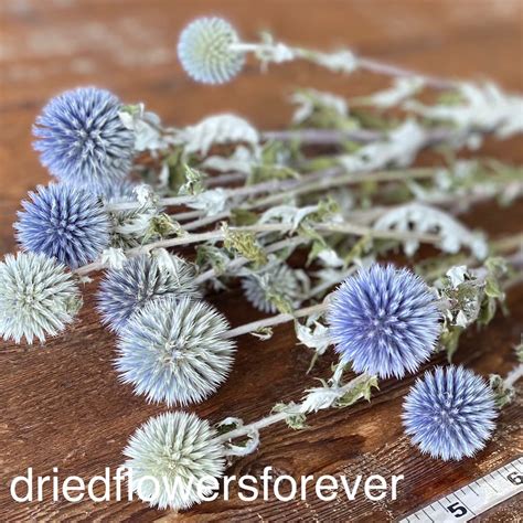 Echinops Globe Thistle Dried Flowers Forever Diy