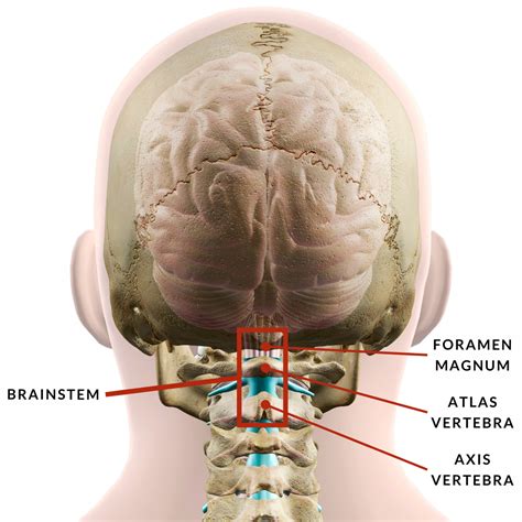 Immunity And The Upper Cervical Spine — Jarek Esarco Dc