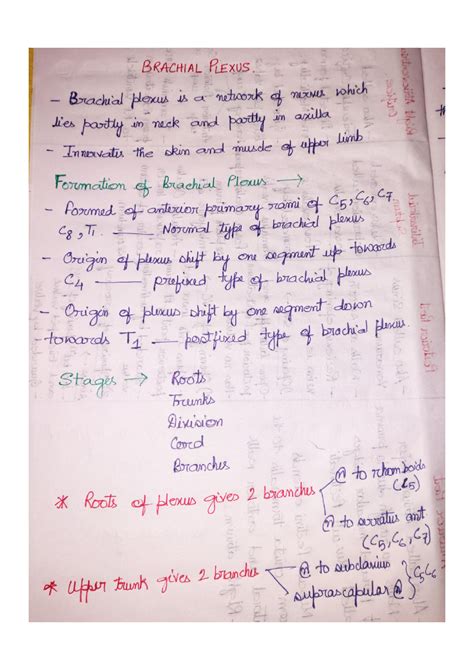 SOLUTION Brachial Plexus Theory Anatomy Studypool
